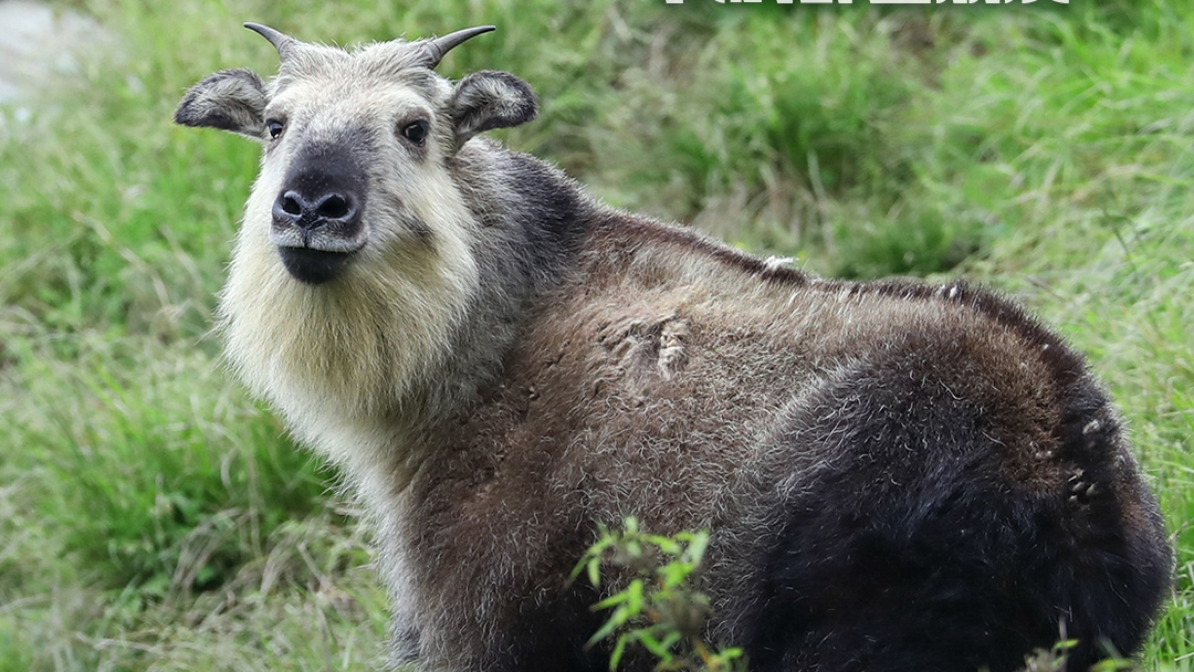 Center.top - Bringing You the Authentic Sichuan