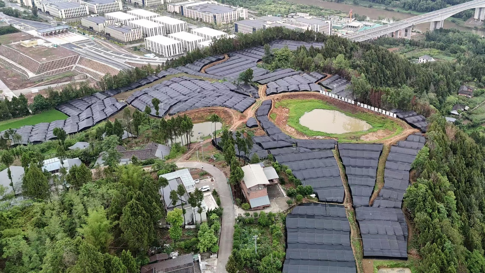 宜宾恩阳双“yin”项目带动农户年均增收超万元_四川在线